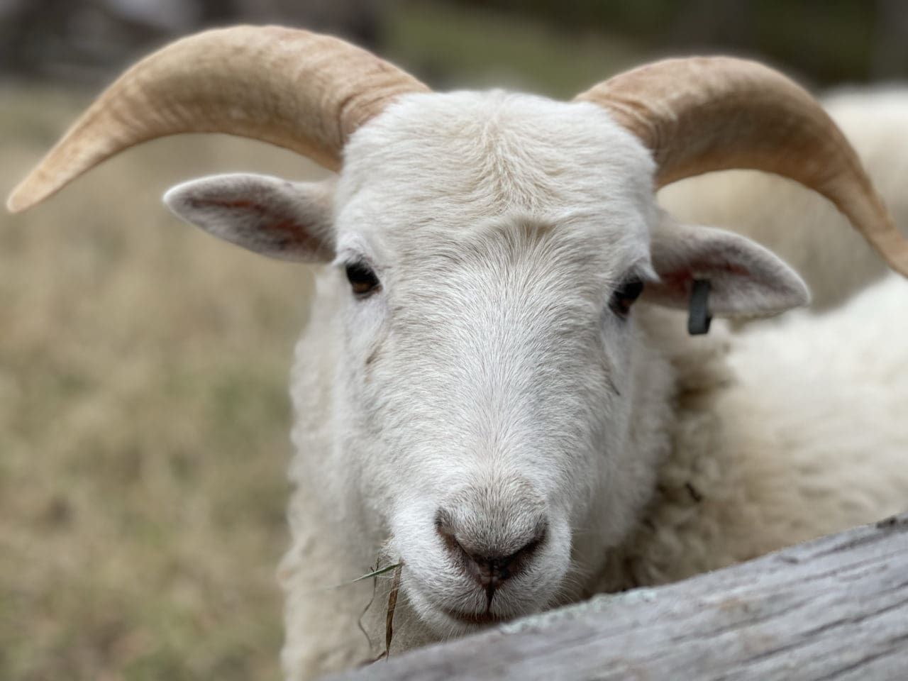 The Farm | Culture & Heritage Museums